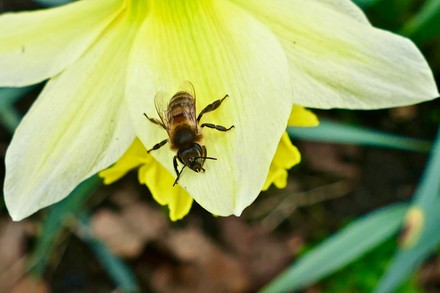 Welcome Sign Bees Collecting Pollen Spring Editorial Stock Photo ...