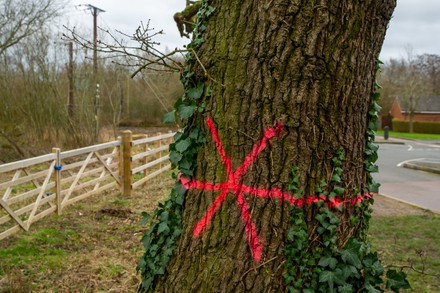 Beautiful Oak Tree Marked Felling By Editorial Stock Photo - Stock ...