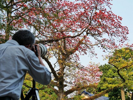 83 Kapok tree Stock Pictures, Editorial Images and Stock Photos ...
