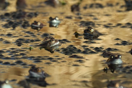 Spring Air Hundreds Frogs Spotted Welcoming Editorial Stock Photo ...