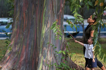Mindanao Gum Tree Displays Colorful Streaks Editorial Stock Photo ...