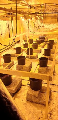 Cannabis Factory Editorial Stock Photo - Stock Image | Shutterstock