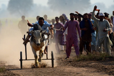 Pakistani Farmer Guides His Bulls Cart Editorial Stock Photo - Stock ...
