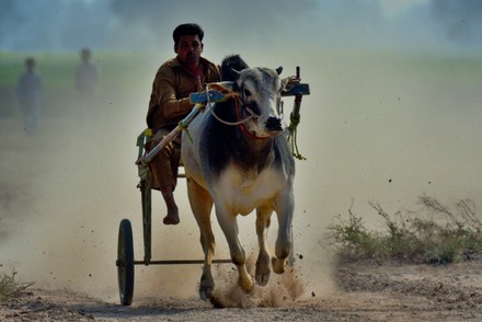 Pakistani Farmer Guides His Bulls Cart Editorial Stock Photo - Stock ...