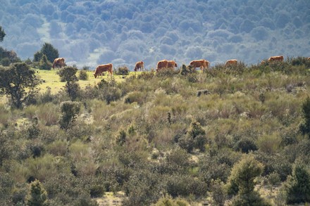 Cattle Graze Field Manzanares El Real Editorial Stock Photo - Stock ...