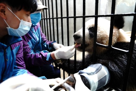 Staff Members Measure Giant Pandas Blood Editorial Stock Photo - Stock ...