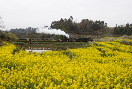 Train Runs Through Cole Flower Fields Editorial Stock Photo - Stock ...