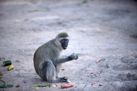 Vervet Monkey Seen Zoo Rawalpindi Pakistans Editorial Stock Photo ...