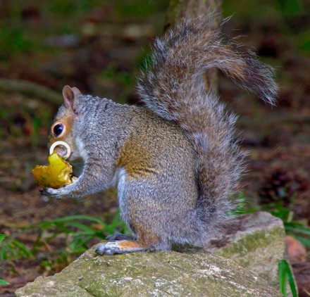 __COUNT__ Sabre-toothed squirrel, Childswickham, Worcs, UK - 02 Mar ...