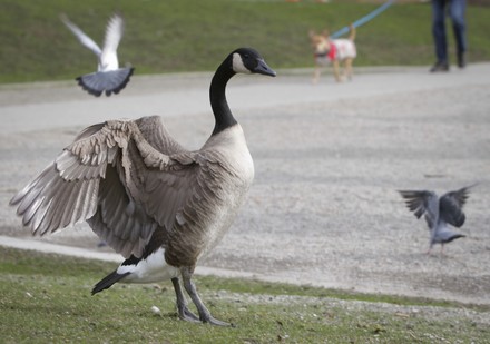 Canada Goose Lands On Lawn Vancouver Editorial Stock Photo - Stock ...