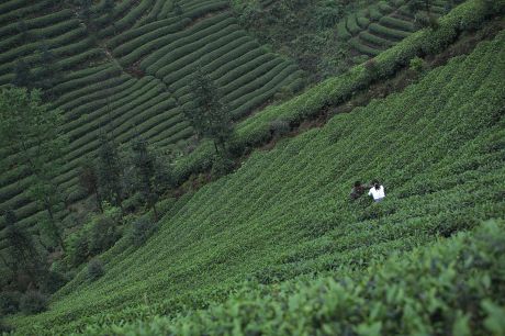 Farmers Pick Spring Tea Leaves Mingshan Editorial Stock Photo - Stock ...