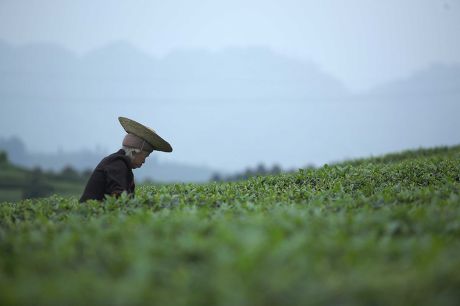 Farmer Picks Spring Tea Leaves Mingshan Editorial Stock Photo - Stock ...
