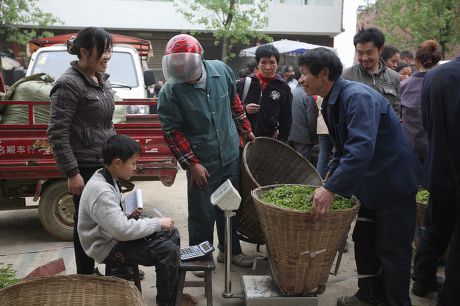 Child Help His Parents Sell Tea Editorial Stock Photo - Stock Image ...