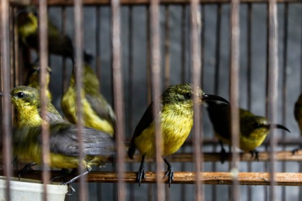 View Sogon Birds Ready Be Sold Editorial Stock Photo - Stock Image ...