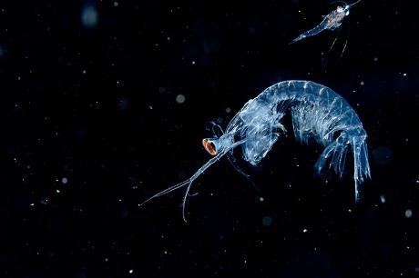Mantis Shrimp Larvae Editorial Stock Photo - Stock Image | Shutterstock