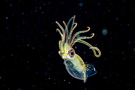 Firefly Squid Editorial Stock Photo - Stock Image | Shutterstock