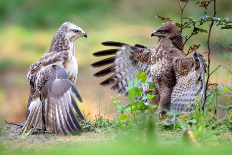Buzzard Looks Though Offering Hug Before Editorial Stock Photo - Stock ...