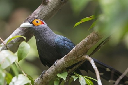 Chestnutbellied Malkoha Seen Forest Central Singapore Editorial Stock ...