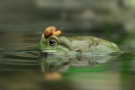 Frog Looks Like Wearing Pair Peculiar Editorial Stock Photo - Stock ...