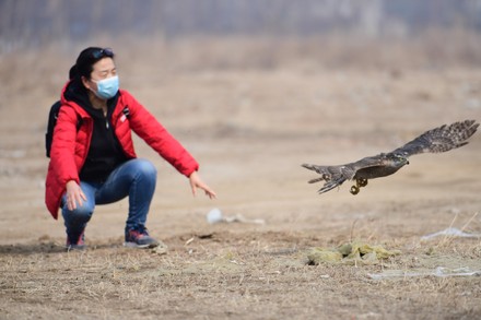 China Shenyang Raptors Release - 14 Mar 2021 Stock Pictures, Editorial ...