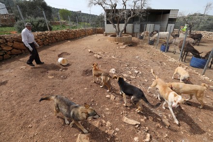 Palestinian Osama Hammadneh Checks Stray Dogs Editorial Stock Photo ...