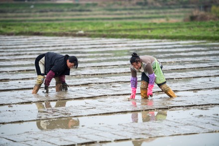 Farmers Lay Seedling Frames Machine Transplanting Editorial Stock Photo ...