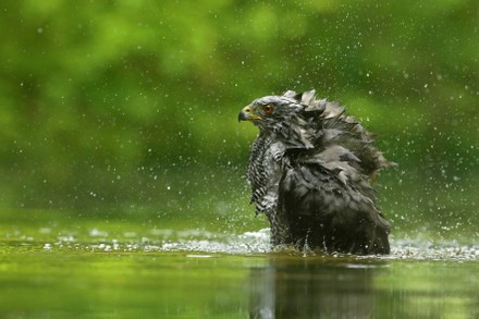 Hawk Causes Splash She Washes Herself Editorial Stock Photo - Stock ...