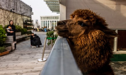 Alpaca Seen City Farm Restaurant On Editorial Stock Photo - Stock Image ...