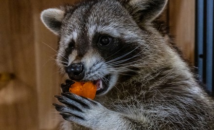 Raccoon Seen Raccoon Cafe Shanghai China Editorial Stock Photo - Stock ...
