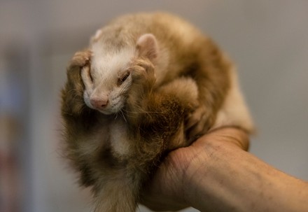 Visitor Plays Weasel Animal Cafe Shanghai Editorial Stock Photo - Stock ...