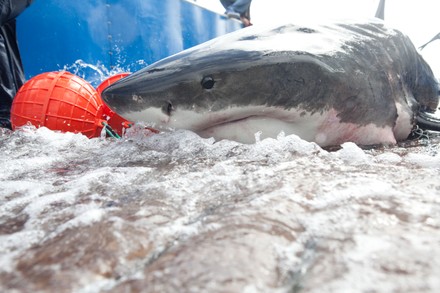 Daily Life On Shark Research Vessel Editorial Stock Photo - Stock Image ...