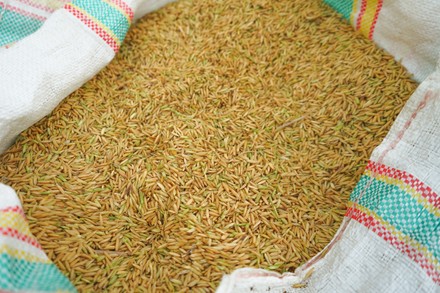 Rice That Has Been Sorted Seen Editorial Stock Photo - Stock Image ...