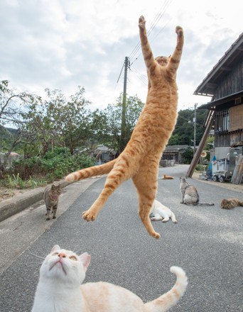 __COUNT__ Leaping Cats caught on camera by photographer Masayoshi ...