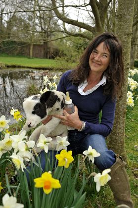 Amanda Adams Chops Puppylamb Editorial Stock Photo - Stock Image ...