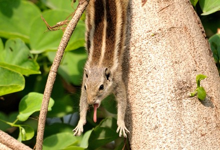 Squirrel Sticks Tongue Out Reaction Getting Editorial Stock Photo ...