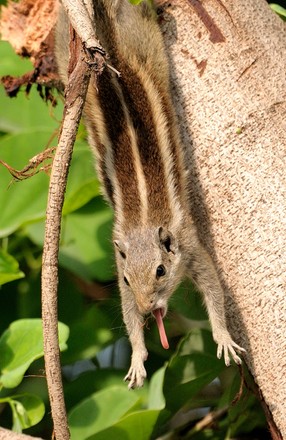 Squirrel Sticks Tongue Out Reaction Getting Editorial Stock Photo ...