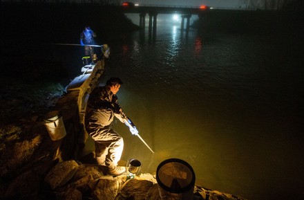 Glass Eel Fishermen Known Elvers Dip Editorial Stock Photo - Stock ...