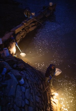 Glass Eel Fishermen Known Elvers Dip Editorial Stock Photo - Stock ...