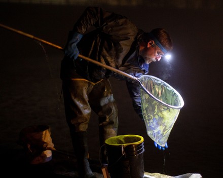 Johnny Golding Glass Eel Fisherman Known Editorial Stock Photo - Stock ...