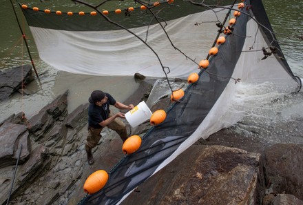 Glass Eel Fisherman Known Elver Lou Editorial Stock Photo - Stock Image ...