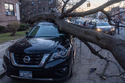 Vehicle Seen Smashed By Tree Toppled Editorial Stock Photo - Stock ...