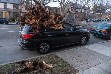 Vehicle Seen Smashed By Tree Toppled Editorial Stock Photo - Stock ...