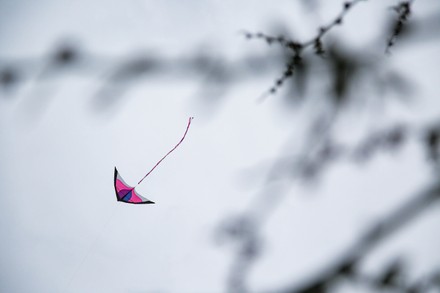 Kite Flies Over Cherry Blossoms On Editorial Stock Photo - Stock Image ...