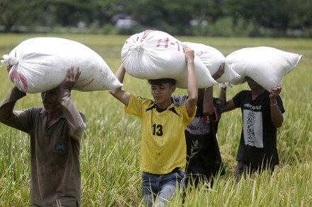 Indonesian rice production growing, Samahani, Indonesia - 29 Mar 2021 ...