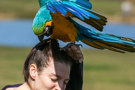 Beautiful Macaw Parrots Named Mikey Mia Editorial Stock Photo - Stock ...