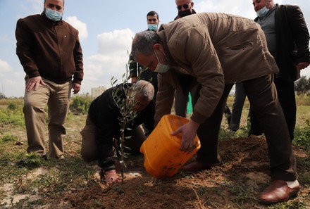 __COUNT__ imágenes de Palestinians plant an olive tree near the border ...