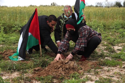 __COUNT__ Palestinians plant an olive tree near the border with Israel ...