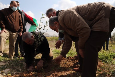 __COUNT__ imágenes de Palestinians plant an olive tree near the border ...