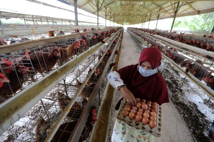Worker Carries Eggs Hen Coop While Editorial Stock Photo - Stock Image ...