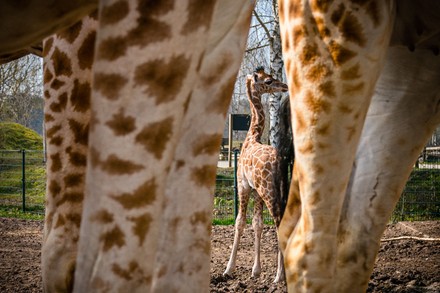Newborn Nubian Giraffe Named Kabira Safaripark Editorial Stock Photo ...
